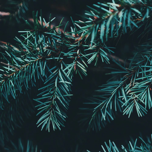 Elementor Random Image Widget - PowerPack Addons for Elementor